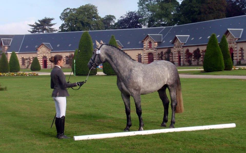 Adults on Ponies/Honies