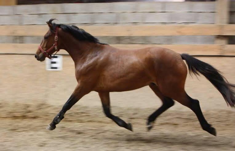 Adults on Ponies/Honies