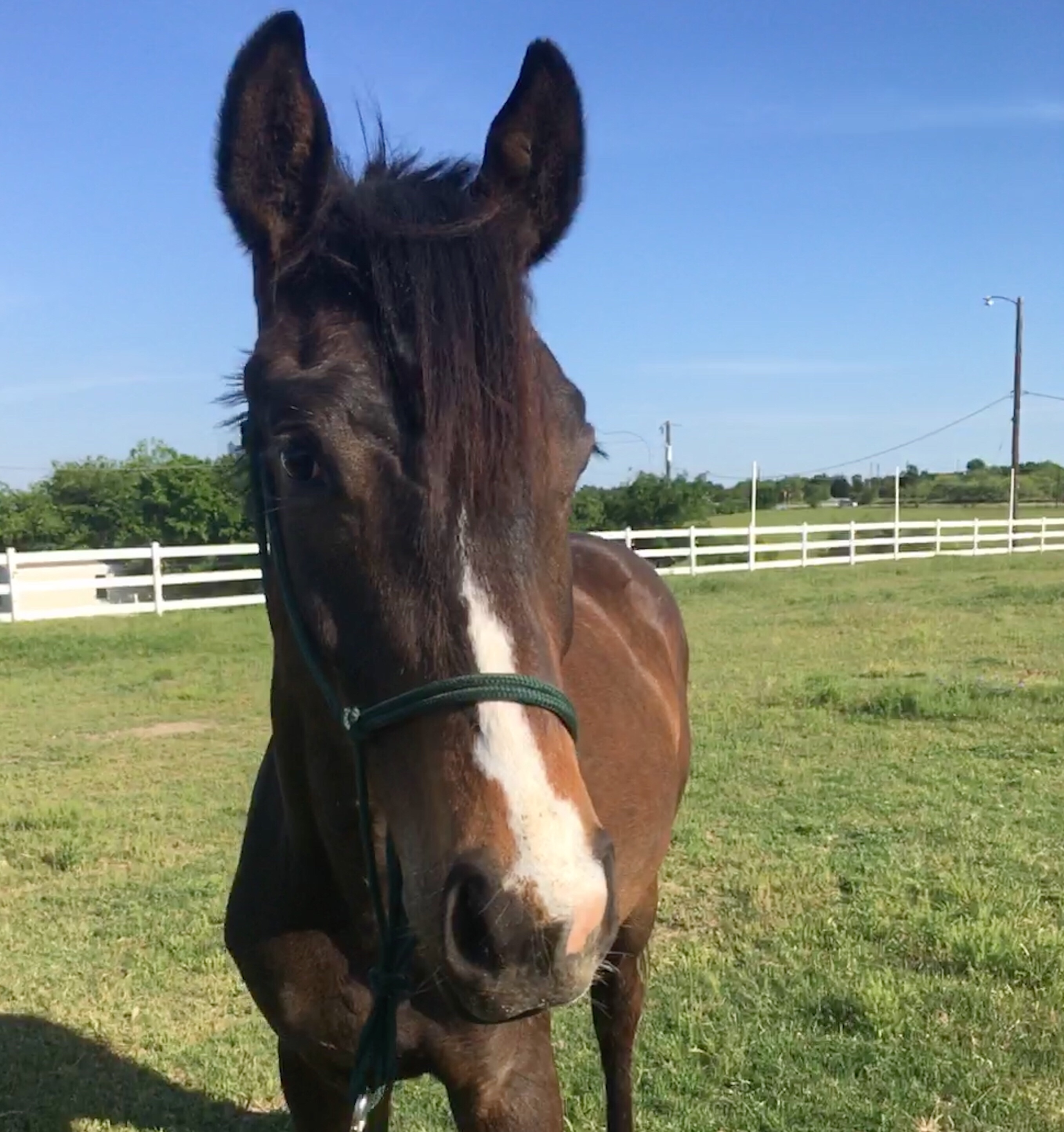 Presto the Show Horse