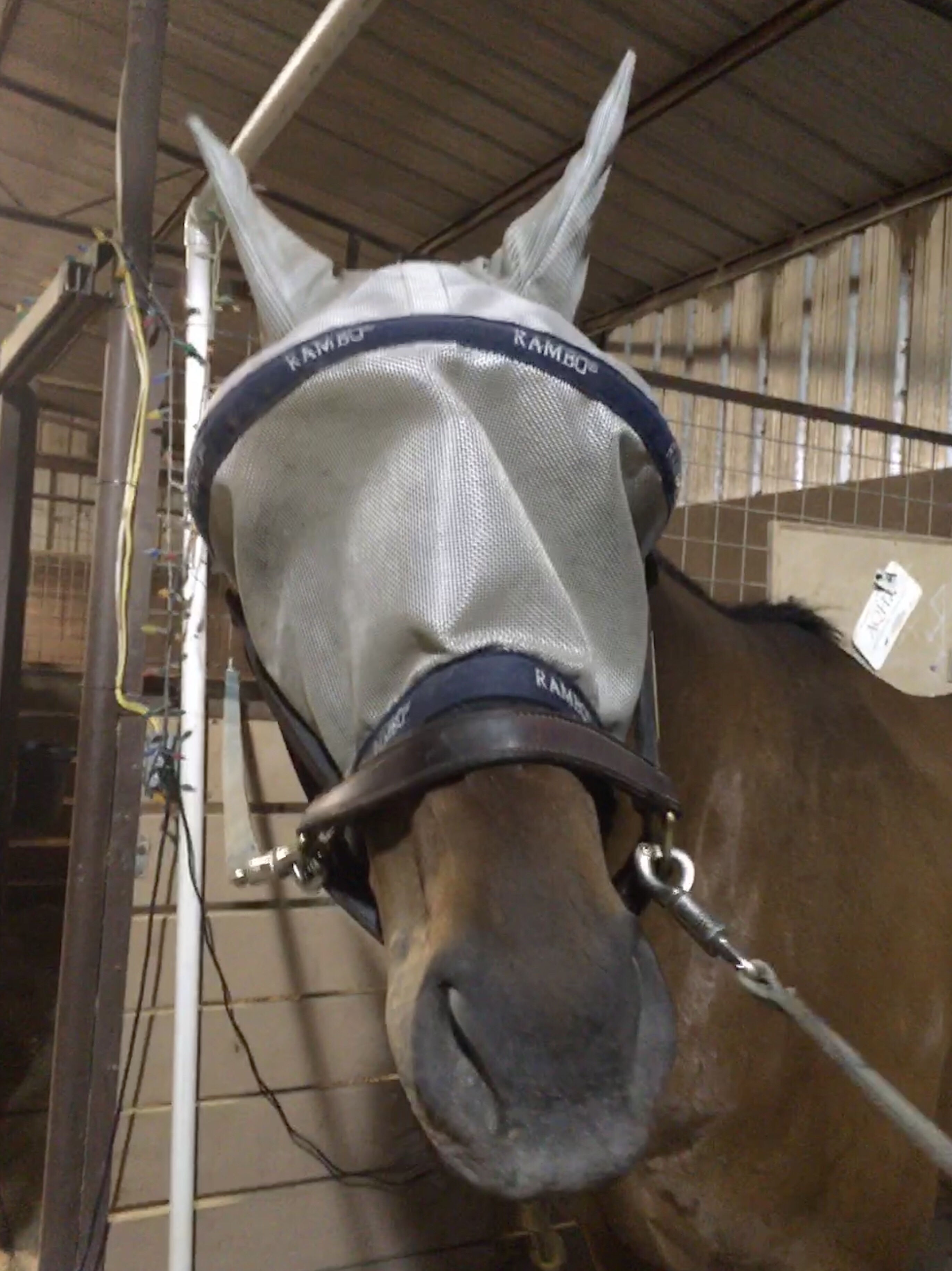 Review: Rambo Plus Fly Mask