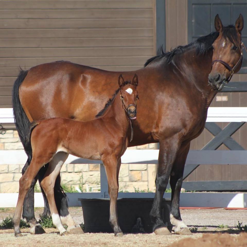 Equine Genetic Testing