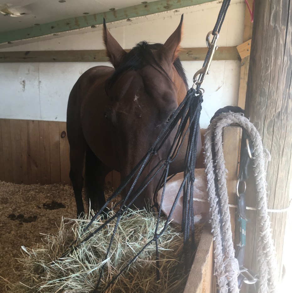 Emotional Support Horse
