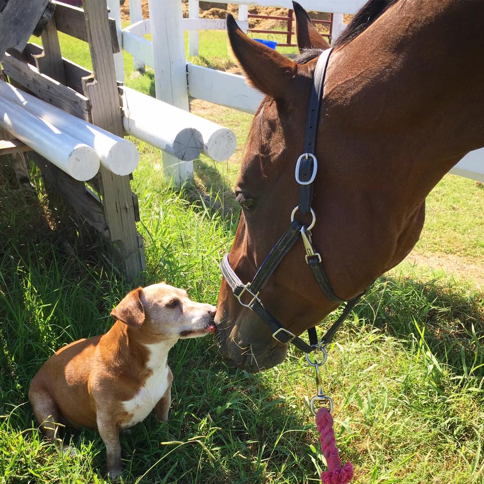 Stewie the Barn Dog