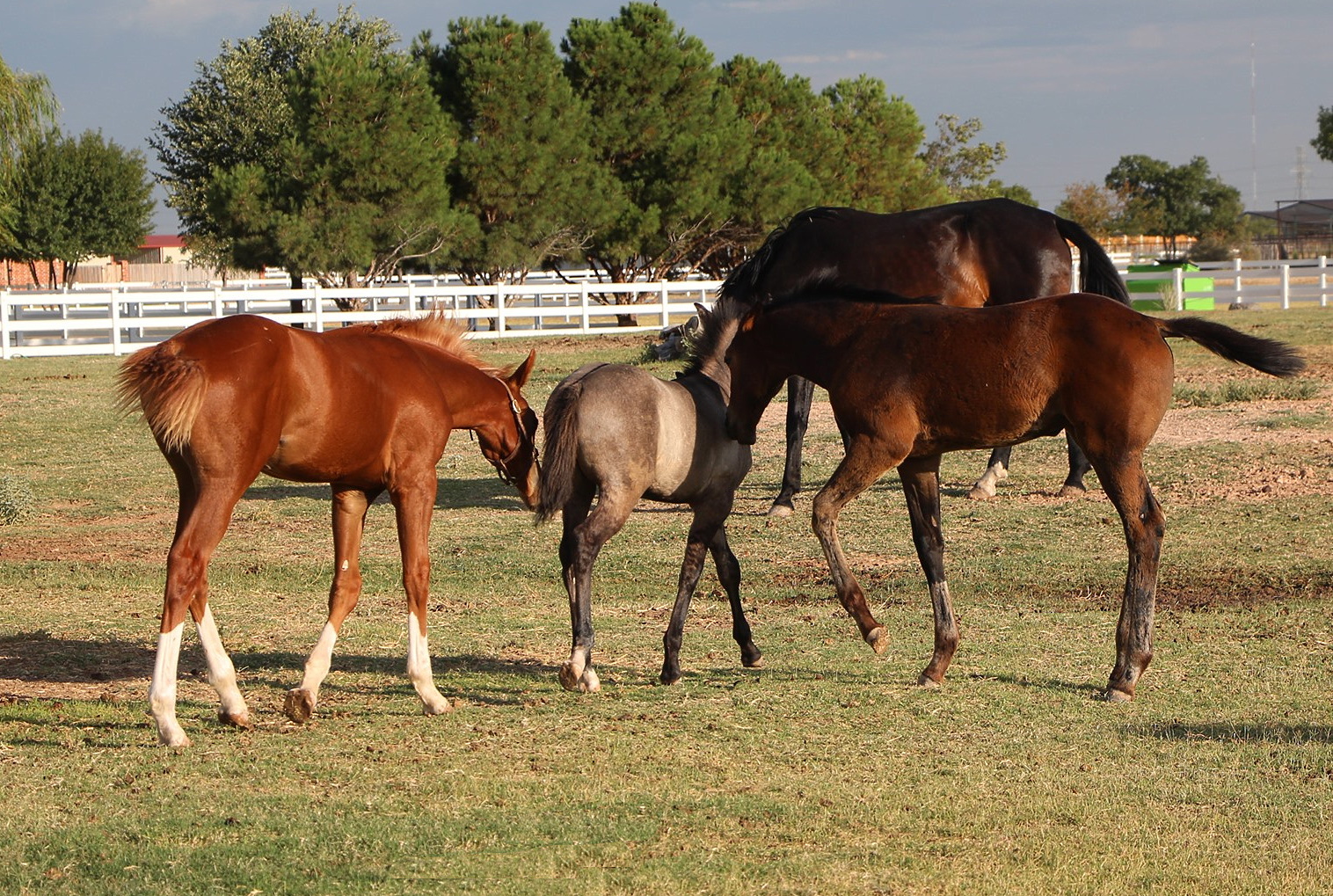 Foal Friday: The Ellie-phant in the Room