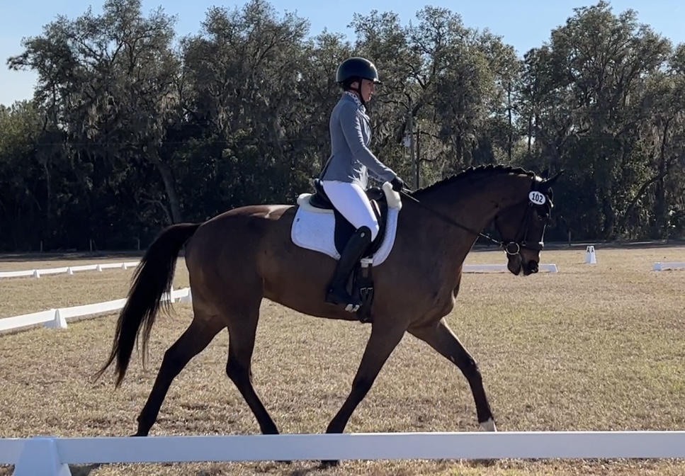 Rocking Horse Winter 1 – Dressage and SJ