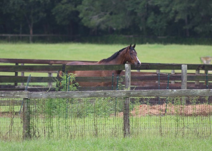 Foal Friday: Better Together