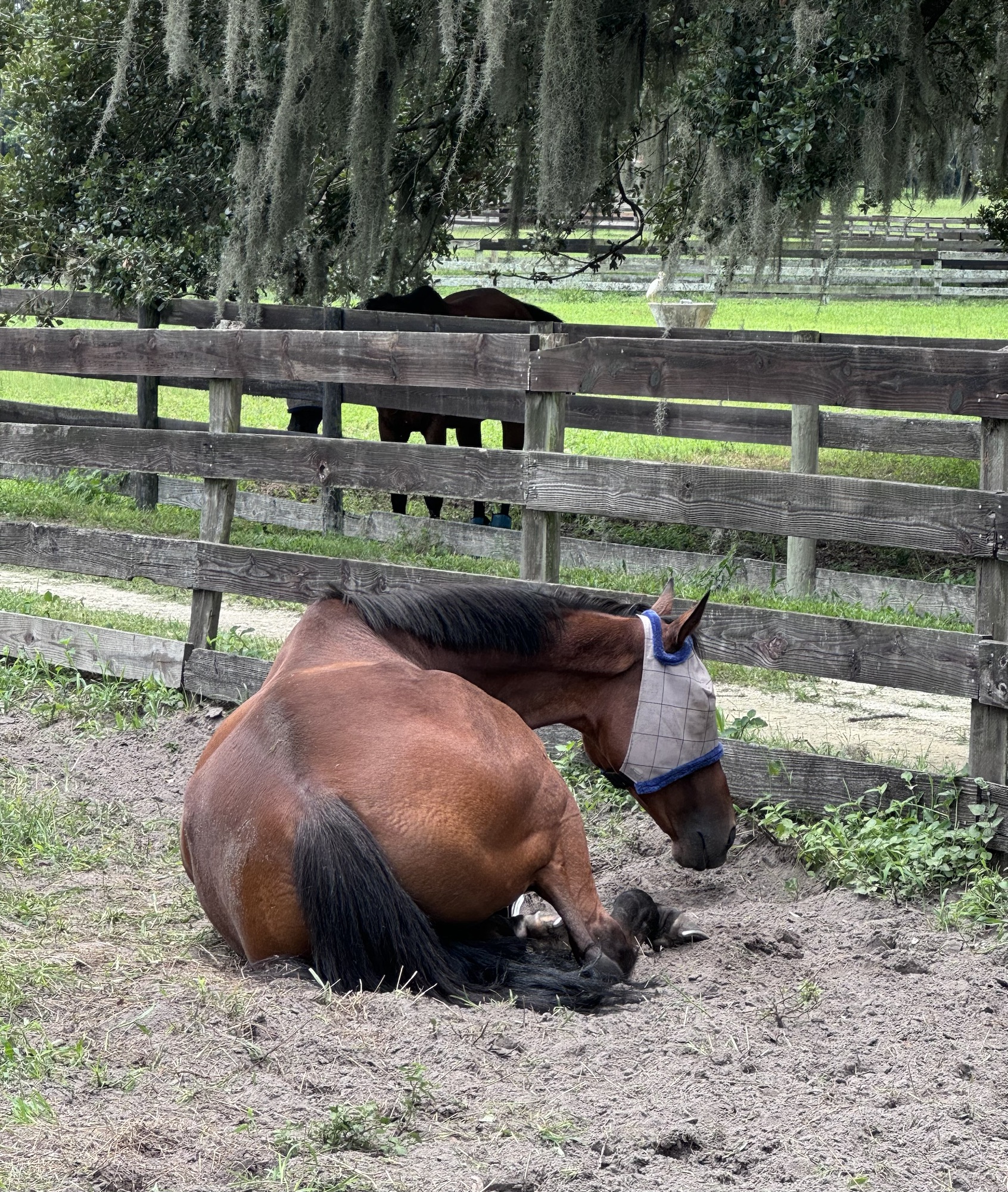 having a nice little siesta with Henry