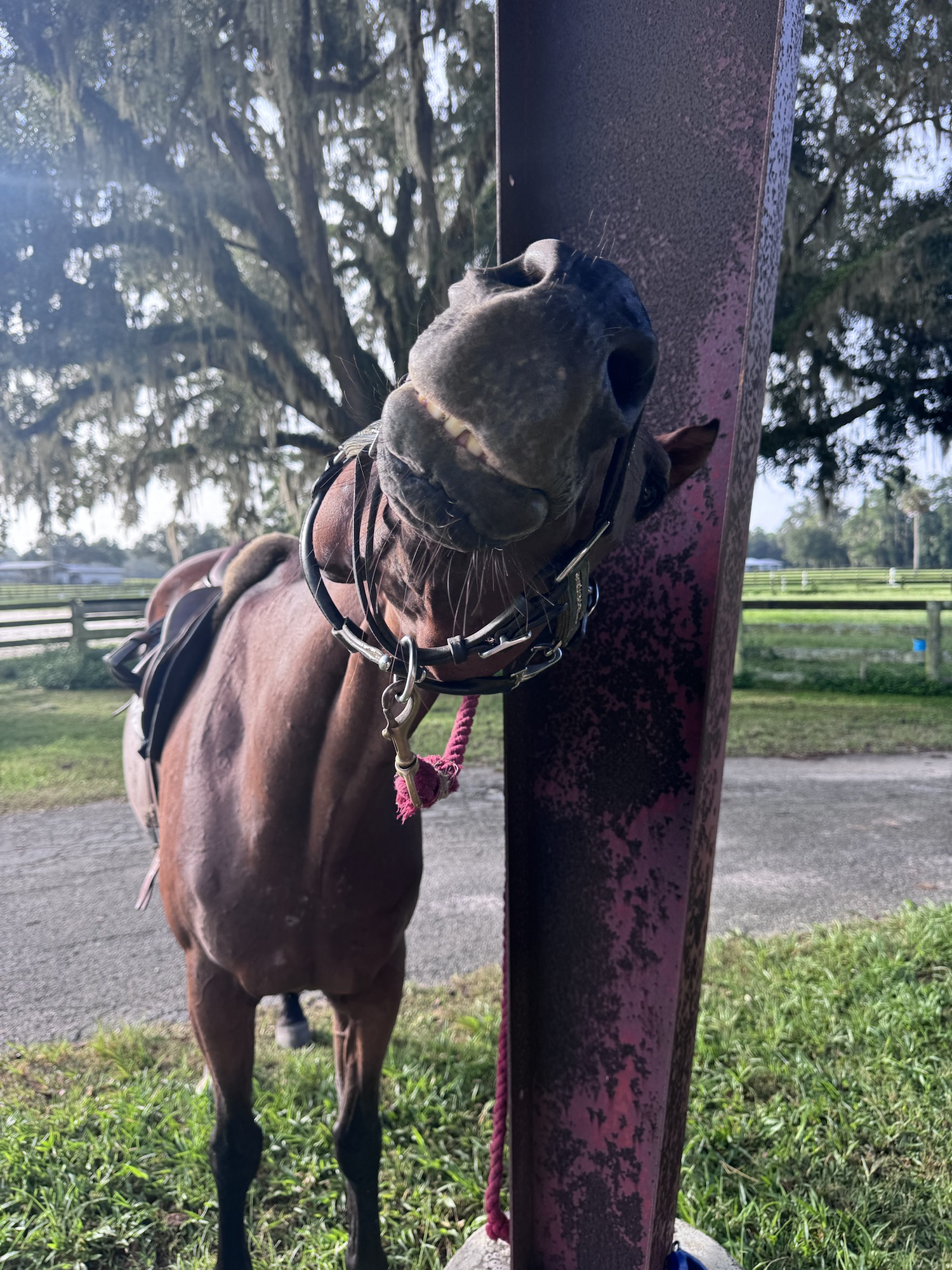 Henry’s not sorry either