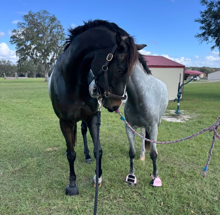 same pony personalities tho