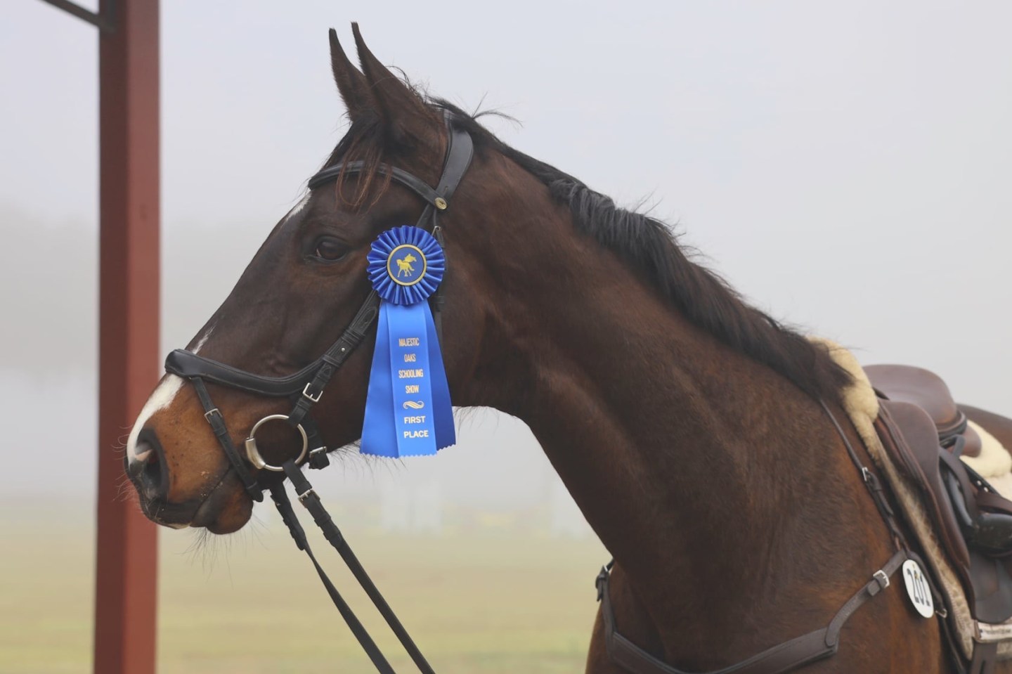 Officially a show horse